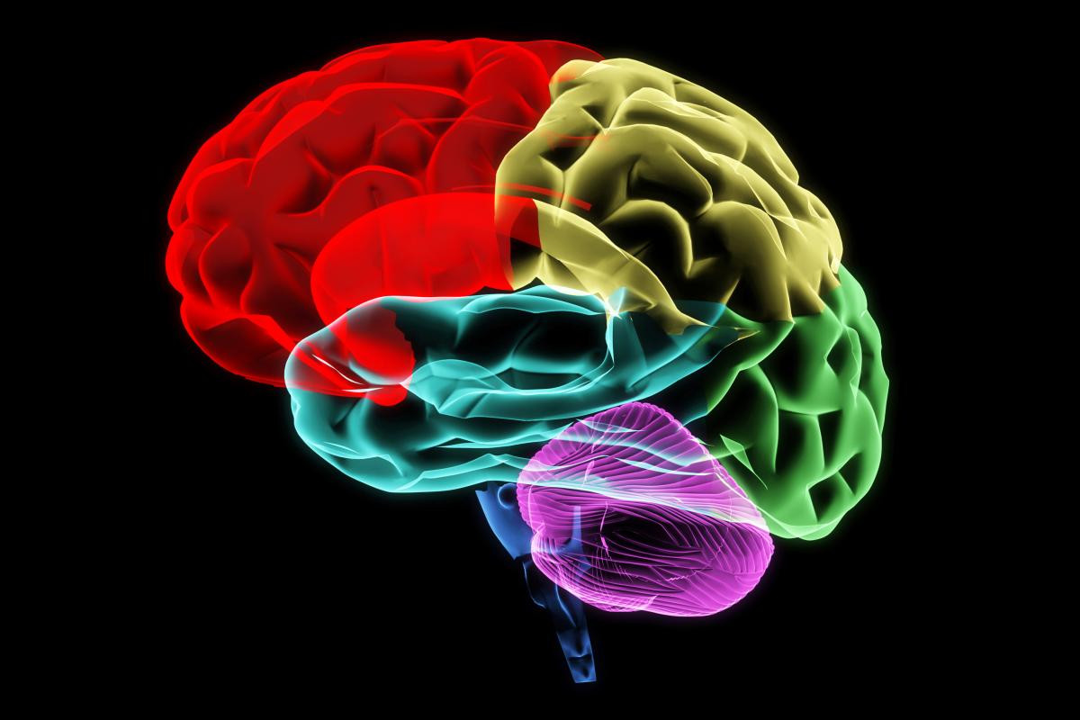 DeepBrain: Decision Mechanisms in Deep Brain Networks | Universiteiten ...